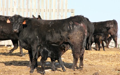 The First 21 Days of Calving Season | NDSU Agriculture