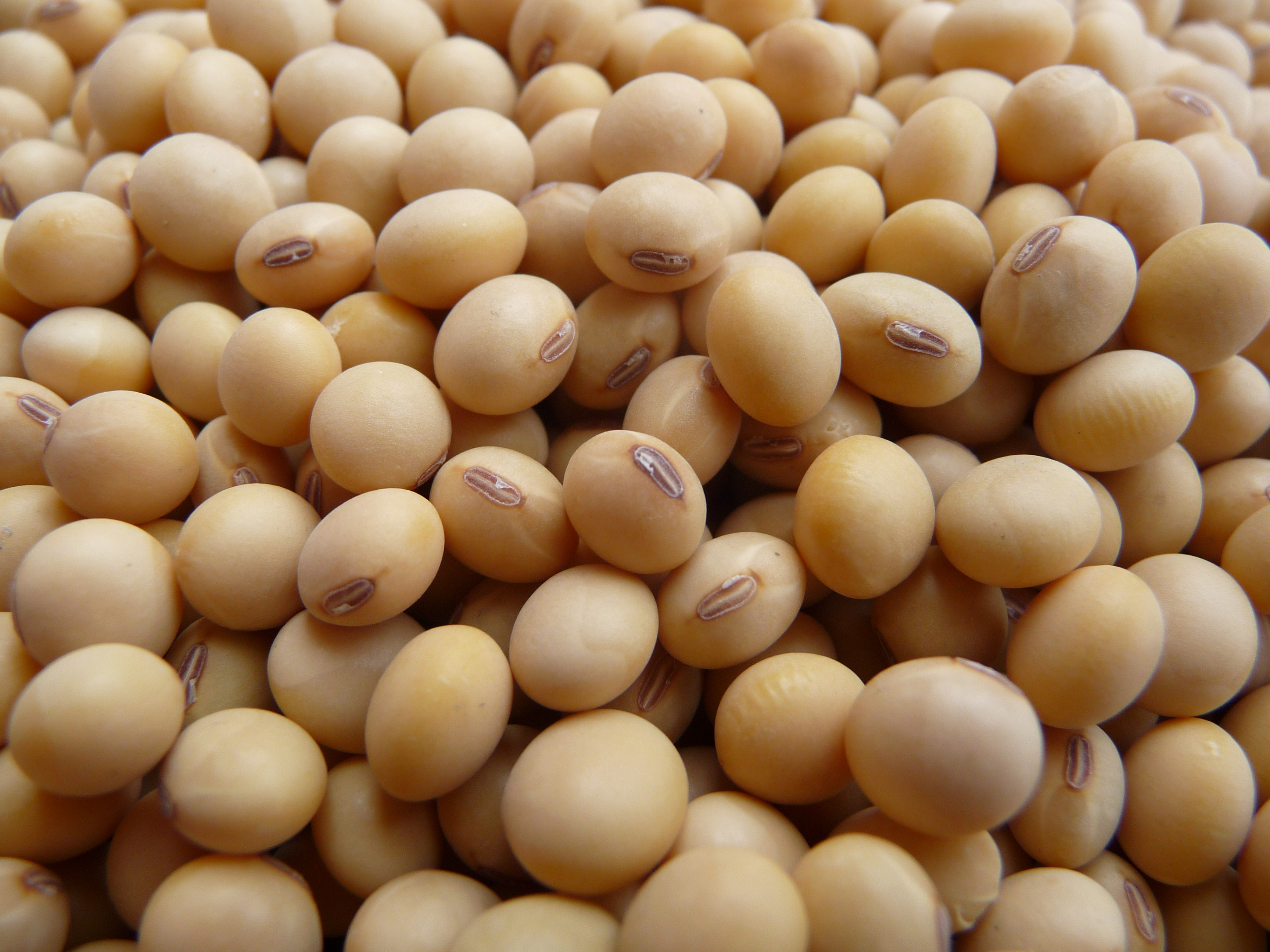 Soybean Variety Trial Results | NDSU Agriculture