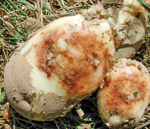 Late Blight in Potato | NDSU Agriculture