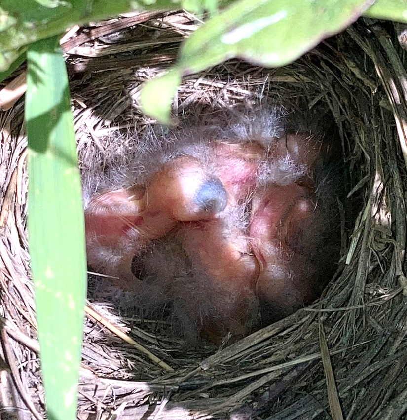 Leave a Little for Wildlife | NDSU Agriculture
