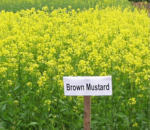 Tame Mustard Production | NDSU Agriculture