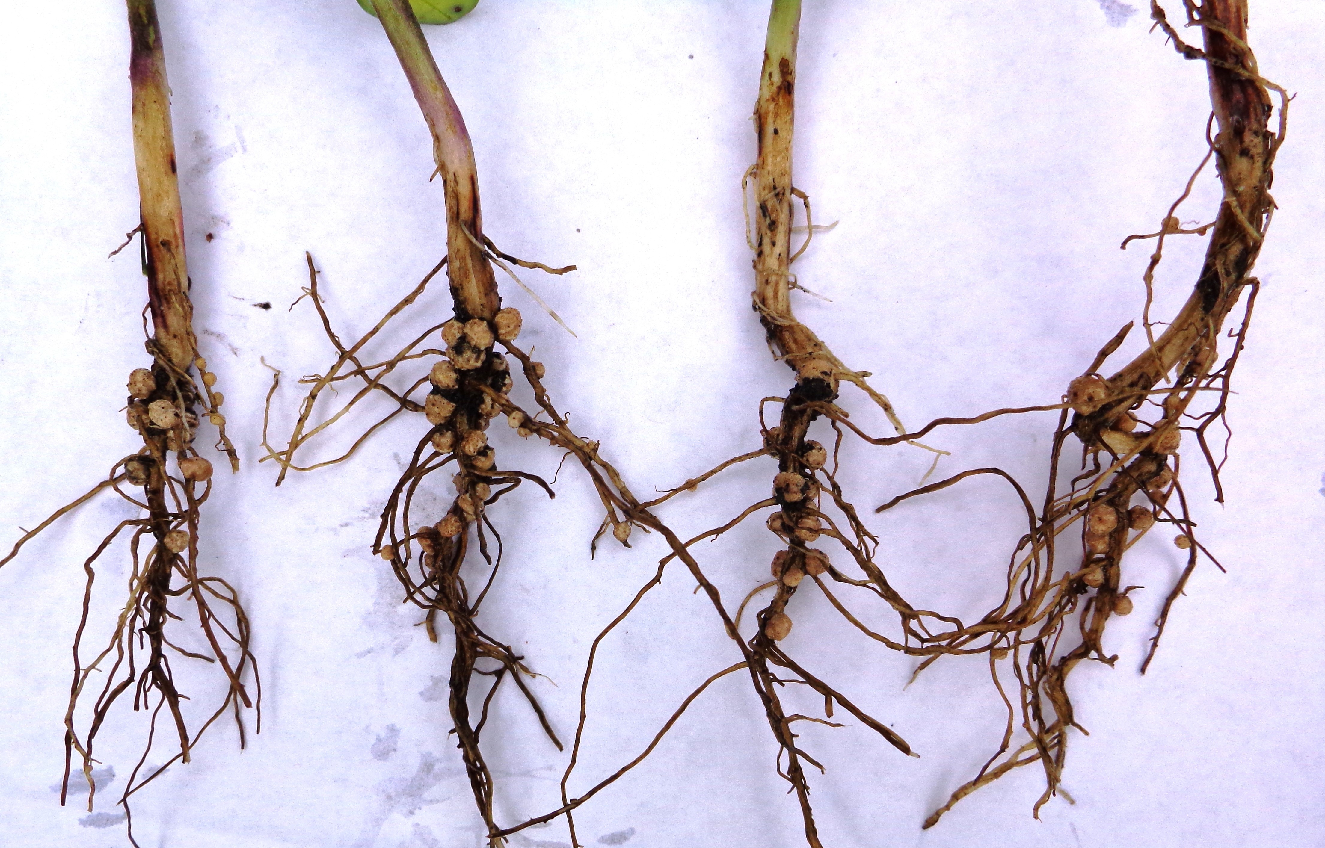 Nitrogen and Soybean Nodulation | NDSU Agriculture