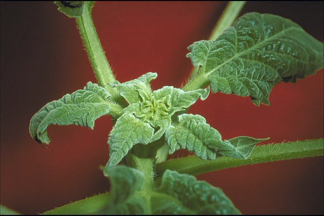 Sunflower Nutritional Disorders Diagnostic Series | NDSU Agriculture