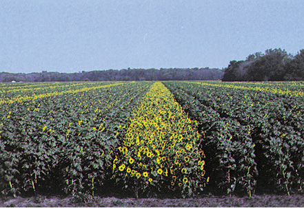 Sunflower Production Guide | NDSU Agriculture