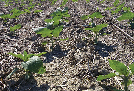 Sunflower Production Guide | NDSU Agriculture