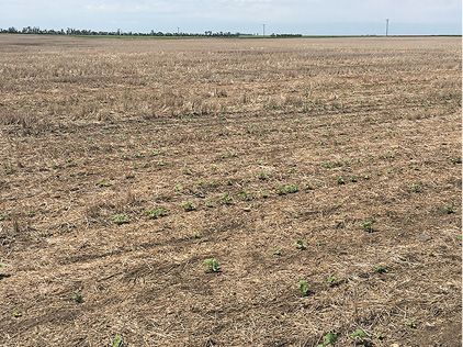 Sunflower Production Guide | NDSU Agriculture