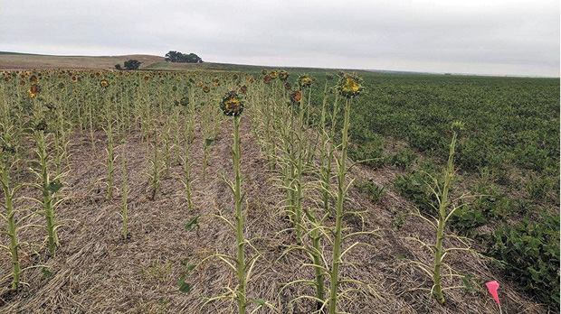 Sunflower Production Guide | NDSU Agriculture