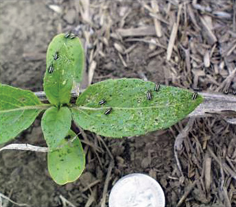 Sunflower Production Guide | NDSU Agriculture