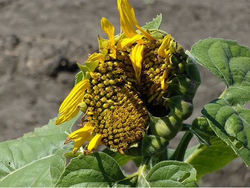 Sunflower Production Guide | NDSU Agriculture