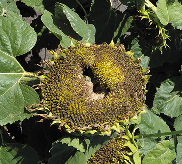 Sunflower Production Guide | NDSU Agriculture