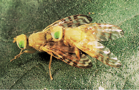 Sunflower Production Guide | NDSU Agriculture