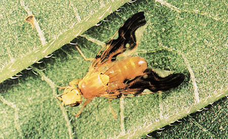 Sunflower Production Guide | NDSU Agriculture