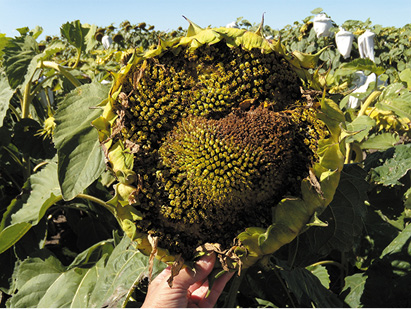 Sunflower Production Guide | NDSU Agriculture