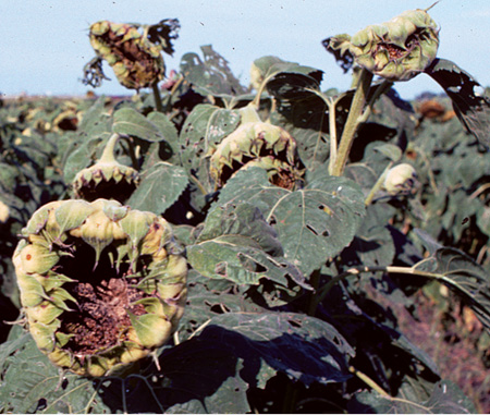 Sunflower Production Guide | NDSU Agriculture