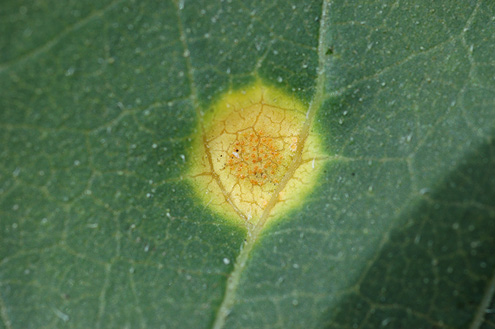 Sunflower Production Guide | NDSU Agriculture