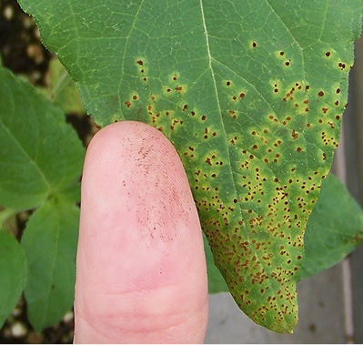 Sunflower Production Guide | NDSU Agriculture