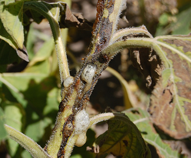 Sunflower Production Guide | NDSU Agriculture
