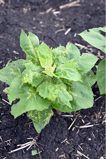 Sunflower Production Guide | NDSU Agriculture