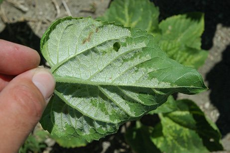 Sunflower Production Guide | NDSU Agriculture