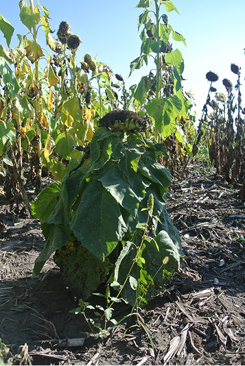 Sunflower Production Guide | NDSU Agriculture