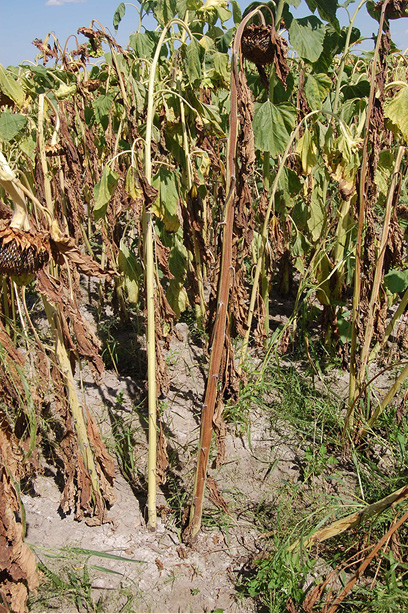 Sunflower Production Guide | NDSU Agriculture