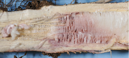 Sunflower Production Guide | NDSU Agriculture