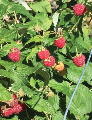 Raspberries for North Dakota | NDSU Agriculture