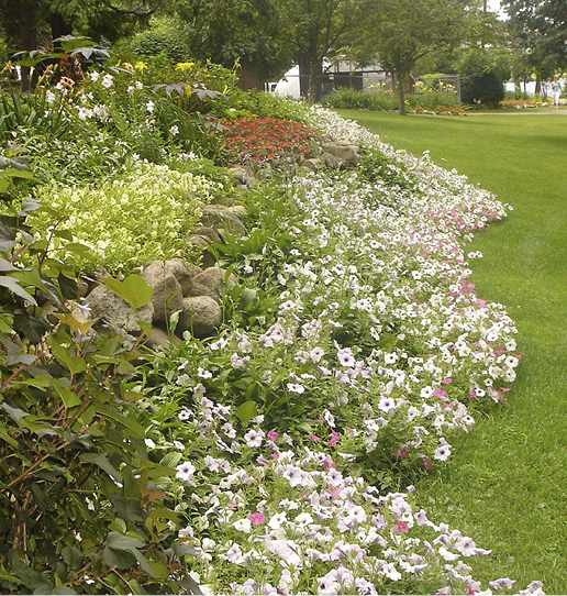 Annual and Perennial Flowers for North Dakota | NDSU Agriculture