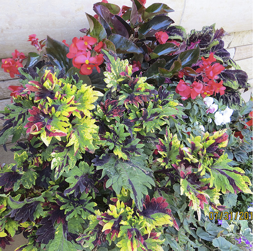 Annual and Perennial Flowers for North Dakota | NDSU Agriculture
