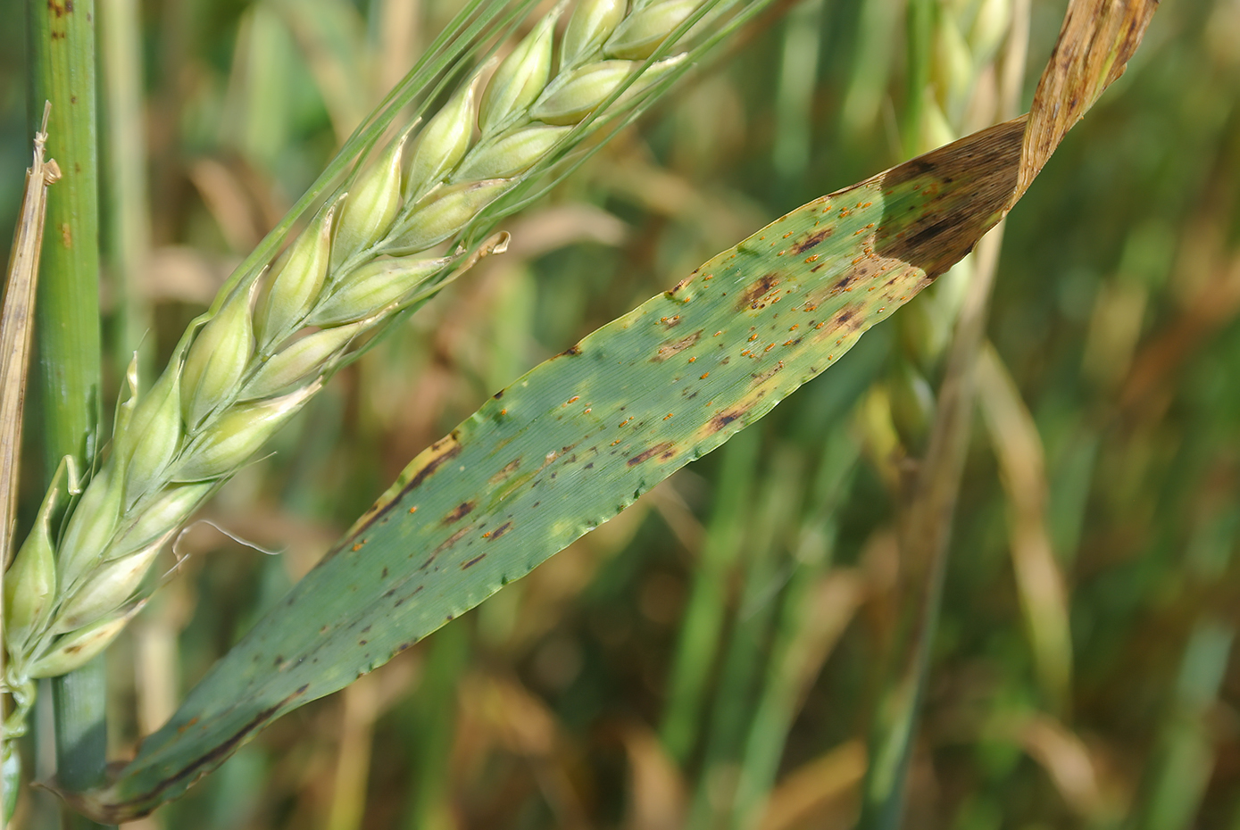 NDSU Ready to Launch Pest Management Tool to North Dakota Farmers ...