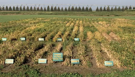 Overview of CREC 2022 Dry Bean Variety Trial Yield | NDSU Agriculture