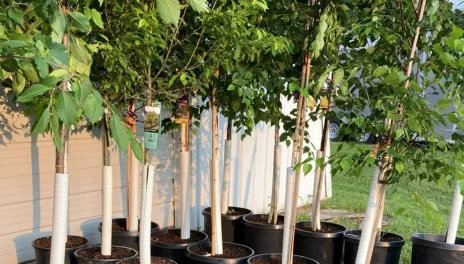 Planting Containerized Trees and Shrubs | NDSU Agriculture