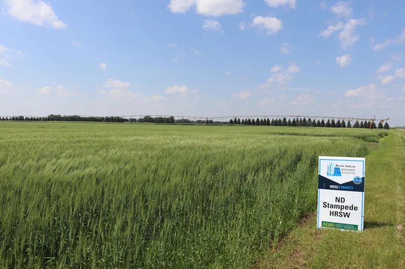 Carrington REC Annual Field Day | NDSU Agriculture