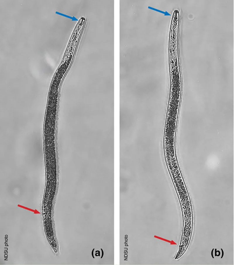 Root-lesion Nematodes in Potato | NDSU Agriculture