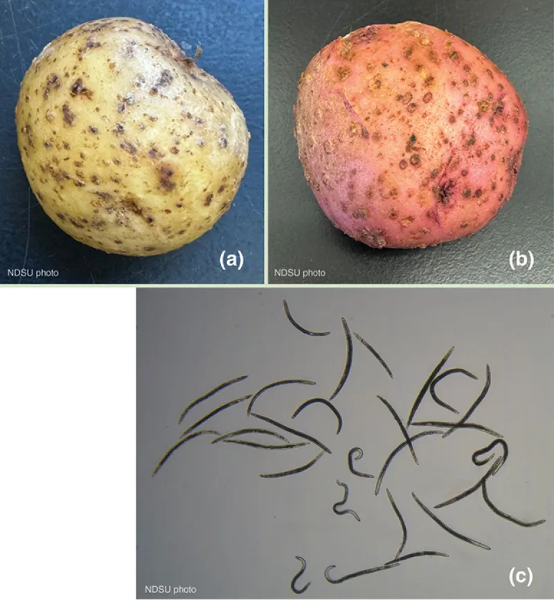 Root-lesion Nematodes in Potato | NDSU Agriculture