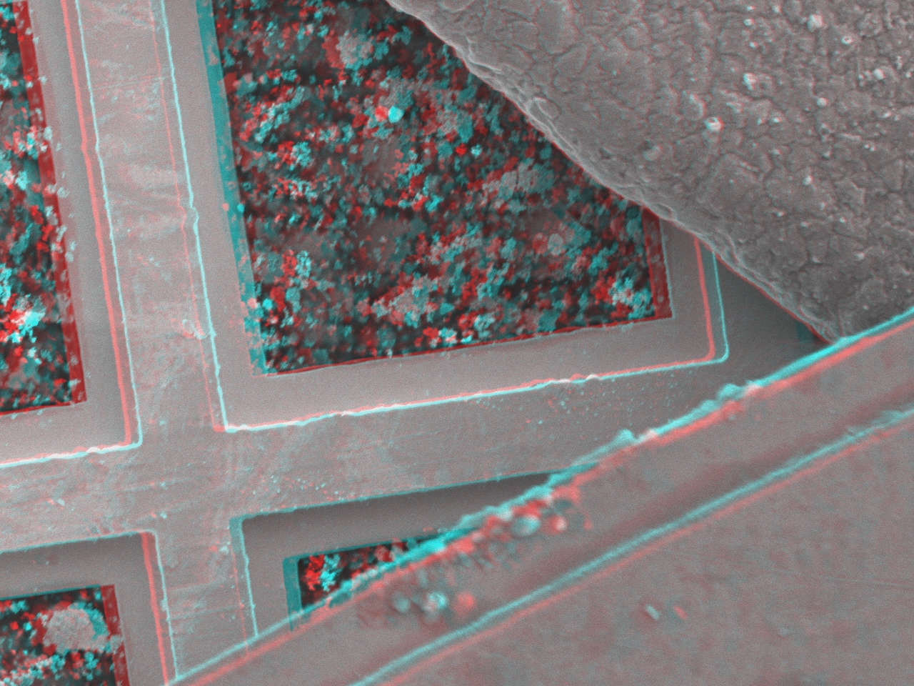 TEM grids | Electron Microscopy Core | NDSU
