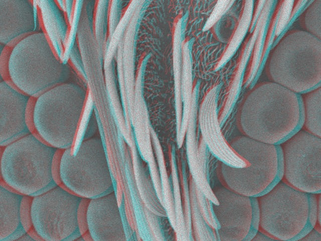Mosquito | Electron Microscopy Core | NDSU