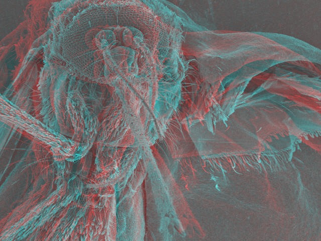 Mosquito | Electron Microscopy Core | NDSU