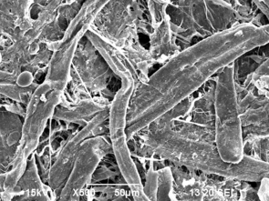 Papers | Electron Microscopy Core | NDSU