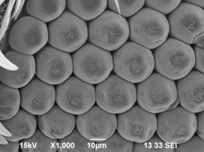 Mosquito | Electron Microscopy Core | NDSU
