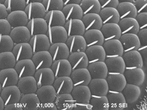 Fruit fly | Electron Microscopy Core | NDSU