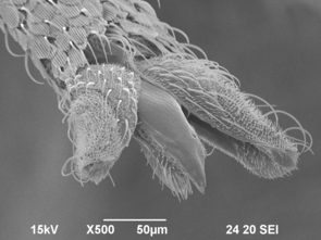 Mosquito | Electron Microscopy Core | NDSU
