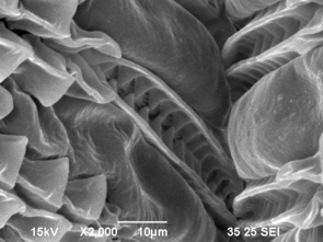 Fruit fly | Electron Microscopy Core | NDSU