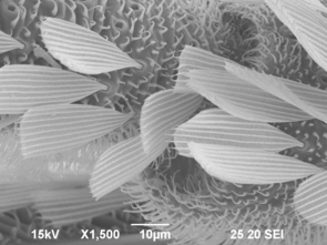 Mosquito | Electron Microscopy Core | NDSU