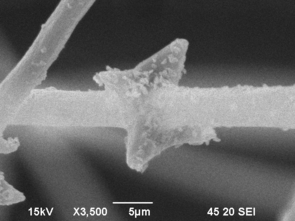 Feathers | Electron Microscopy Core | NDSU