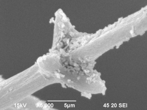 Feathers | Electron Microscopy Core | NDSU