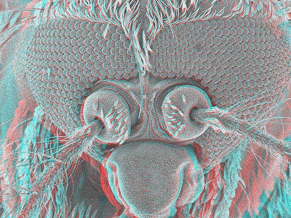 Mosquito | Electron Microscopy Core | NDSU