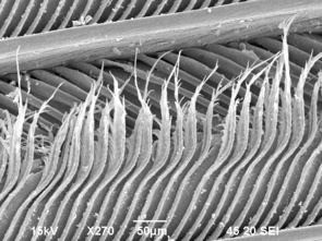 Feathers | Electron Microscopy Core | NDSU
