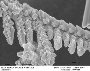 Silver sulfide crystals | Electron Microscopy Core | NDSU