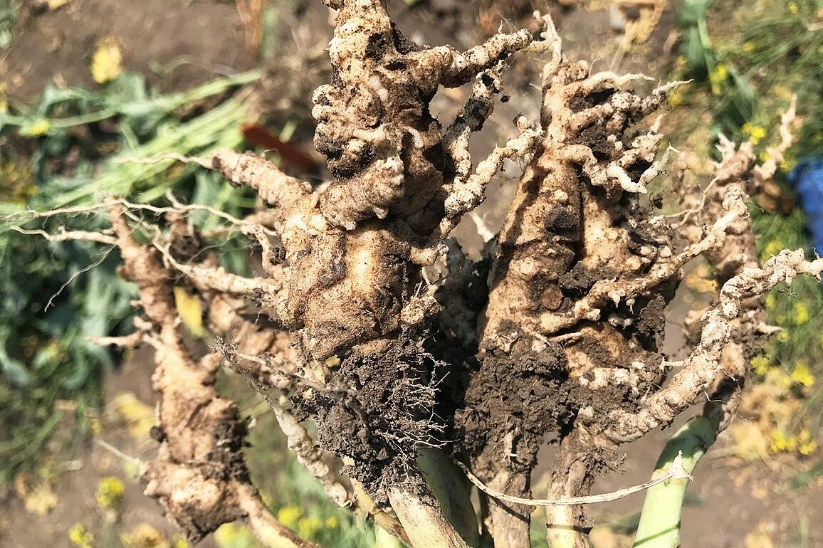 NDSU Researchers Monitor the Spread of Clubroot of Canola | Vice ...
